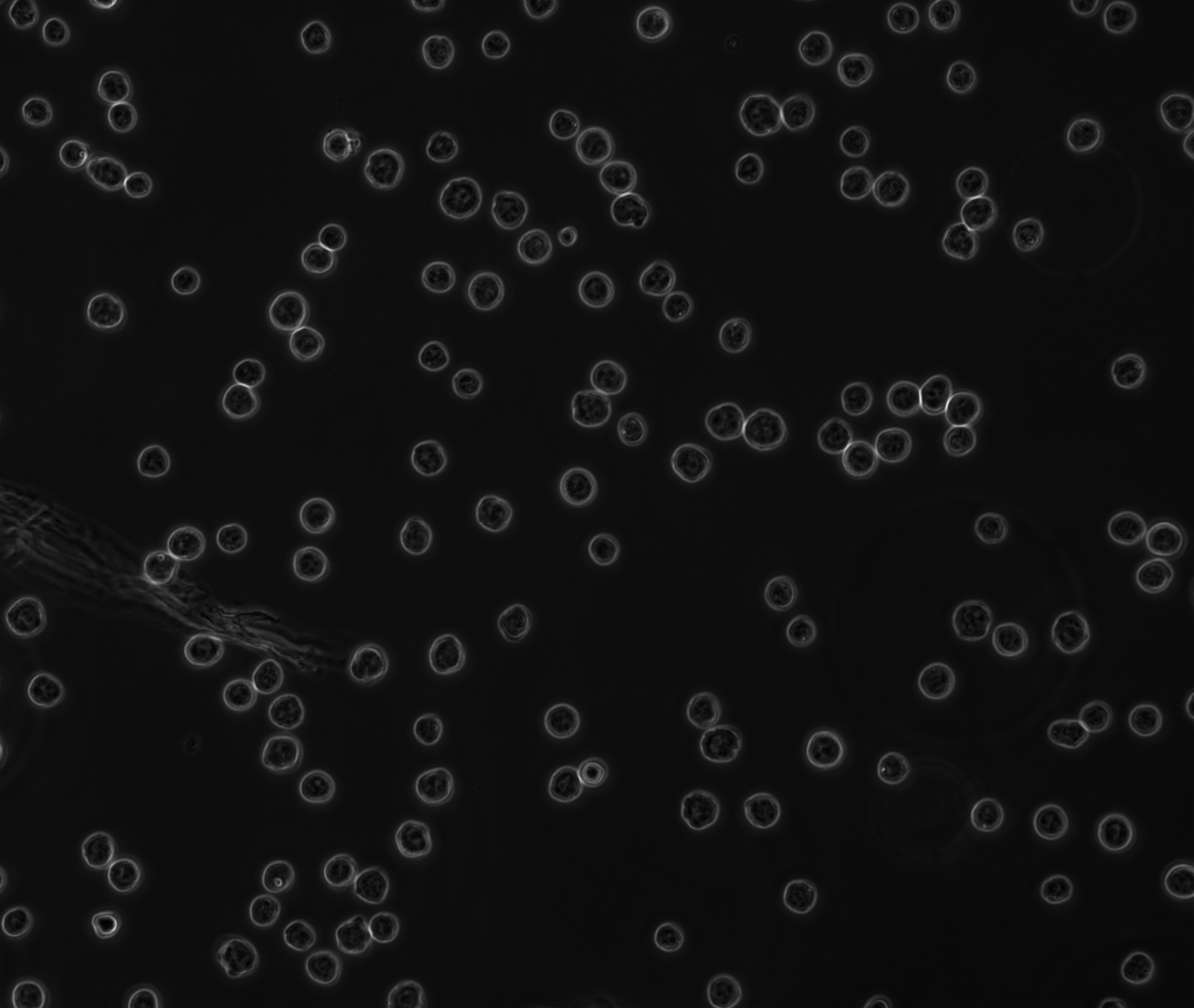 Benchmarking Cellpose - Ian's Imaging Insights